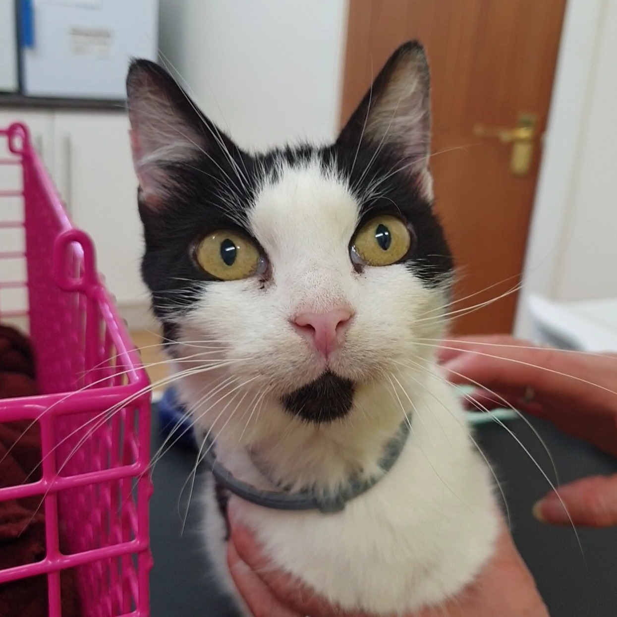 About Feline Network - Feline Network